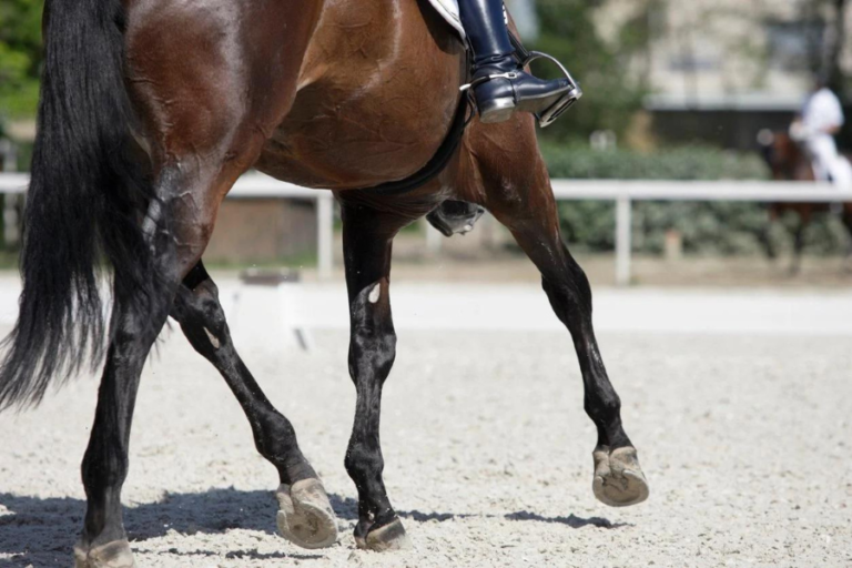 Understanding and Managing Locking Stifle in Horses - Gadd Osteopathy